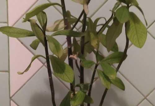 Синадениум Гранта комнатное растение