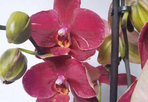 Орхидея на 3 цветоноса Ола/Тунис