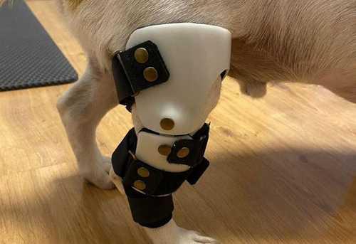 Ортез на коленный сустав собаке