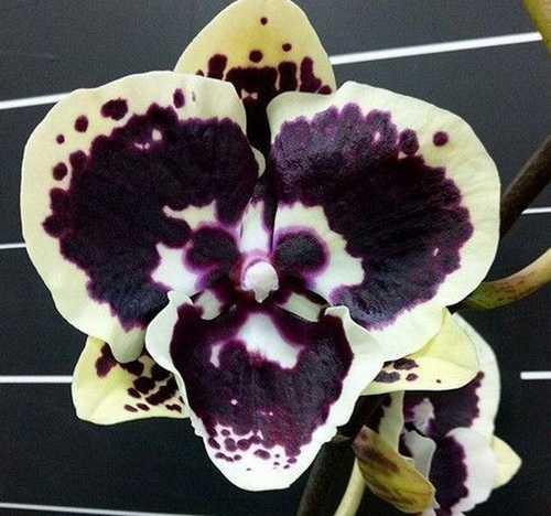 Орхидея фаленопсис Miki Brown bear