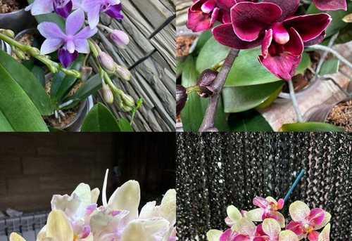 Орхидеи сортовые цветущие