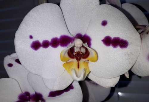 Орхидея фаленопсис детка. Сорт Clementine