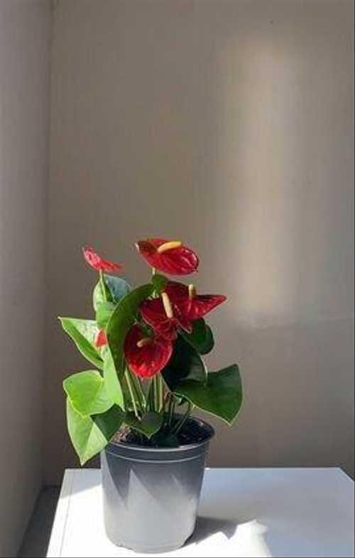 Антуриум, спатифиллум,роза и орхидея