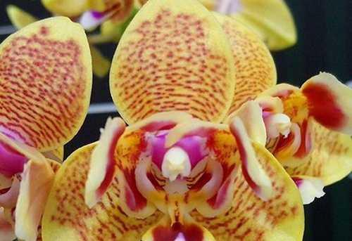 Орхидея Phal. Miki Big Wave (peloric - 3 lips)