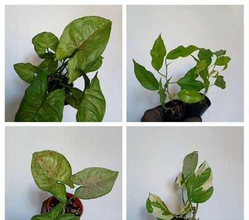 Растения (сингониумы, эпипремнум, фикус)