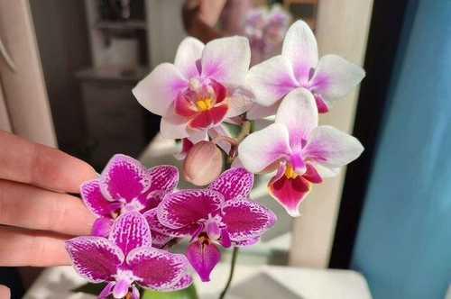 3 Орхидеи фаленопсис