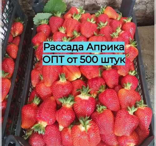 Рассада клубники Априка зкс