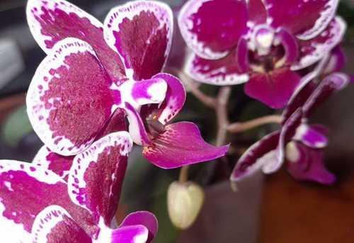 Орхидея фаленопсис Чиа Е Енлин