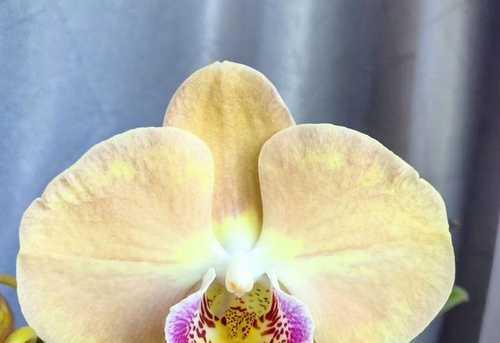 Цветущая орхидея Phal. Good Times
