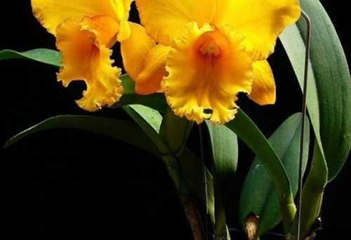 Орхидея каттлея сортовая