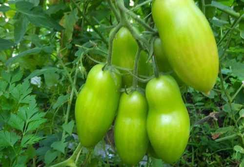 Семена помидор для консервации засолки