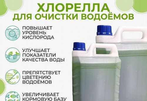 Хлорелла для восстановления пруда