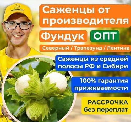 Саженцы фундука оптом