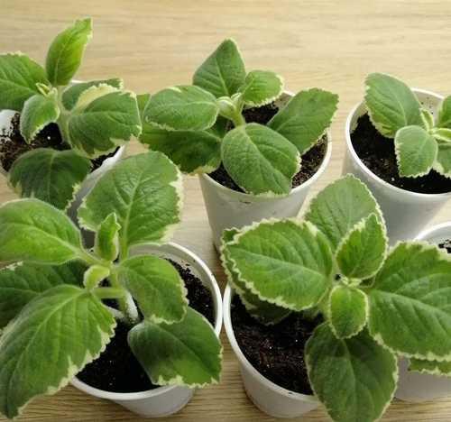 Плектрантус