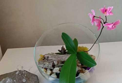 Орхидея Фаленопсис мини сиреневая во флорариуме