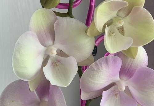 Орхидея фаленопсис биг лип Венецианский карнавал