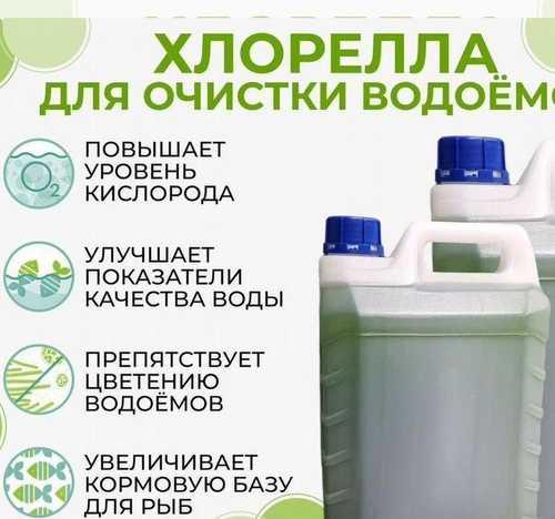 Живая водоросль суспензия для пруда