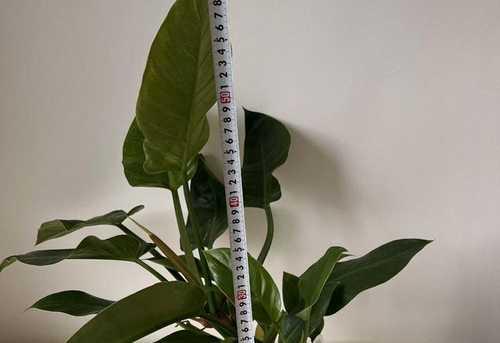 Филодендрон империал грин 60 см