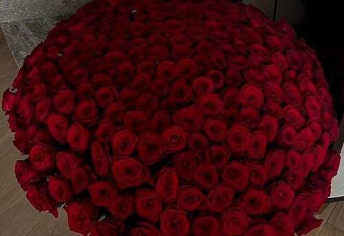Рзы. Красные розы. Букет красных роз