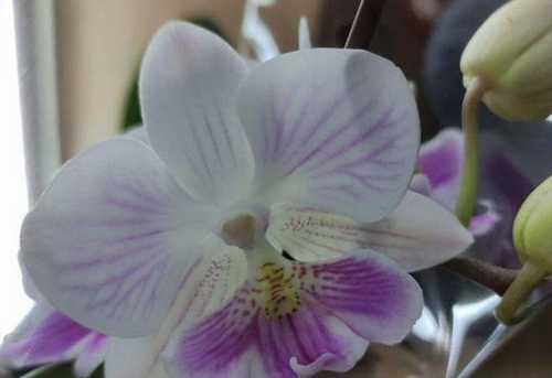 Орхидея фаленопсис рыба клоун биг лип