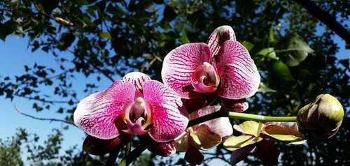 Орхидея фаленопсис Фантом