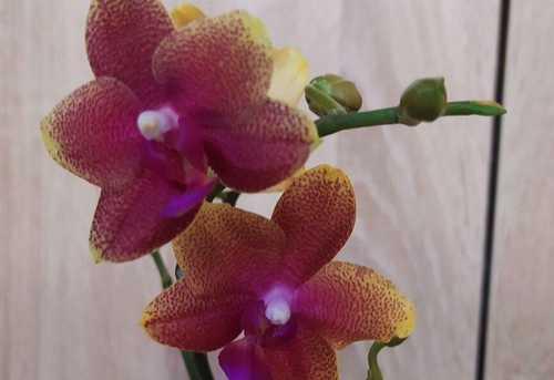 Орхидея фаленопсис Бронзовый Будда