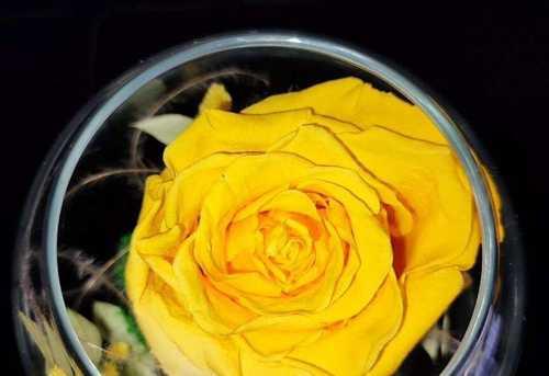 Роза стабилизированная в вазе