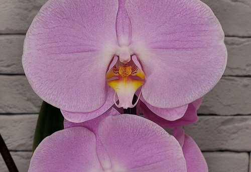 Орхидея крупноцветковый 13см