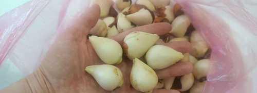 Луковицы тюльпанов сортовые