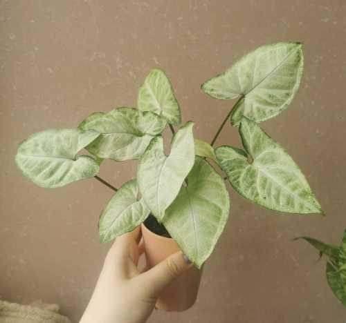 Сингониум White Butterfly