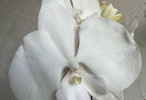 Орхидея фаленопсис биг лип белый