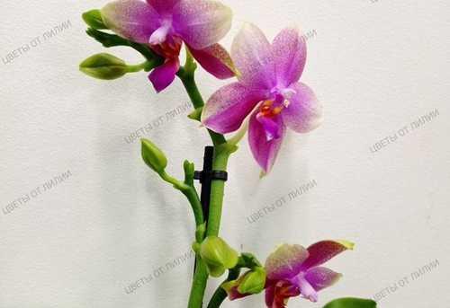 Фаленопсис Лиодоро арома, орхидея