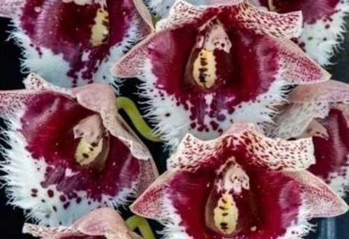 Орхидея морковка Clowesetum Penang Waltz