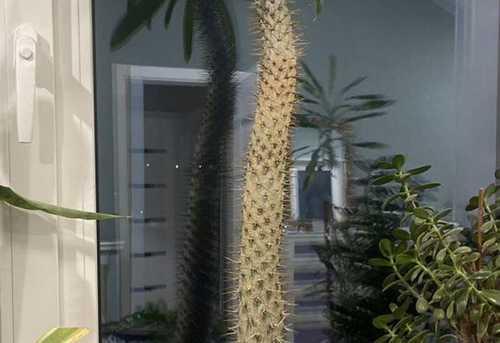 Пахиподиум взрослая пальма 80см