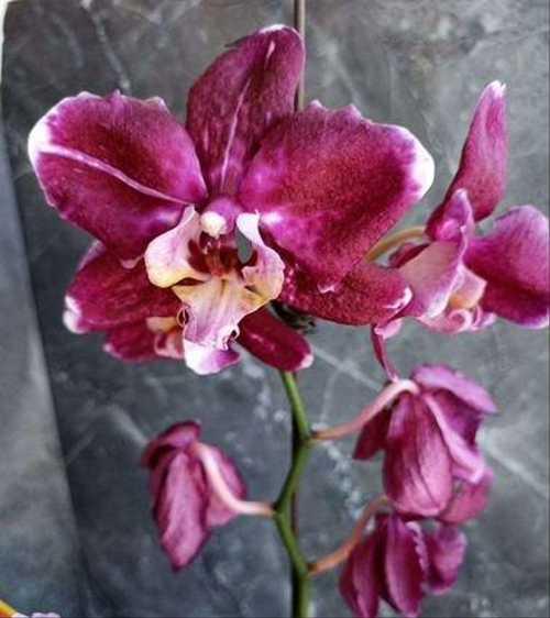 Орхидея фаленопсис бордовая, фактурная