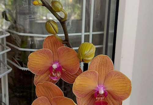 Орхидея фаленопсис Bologna