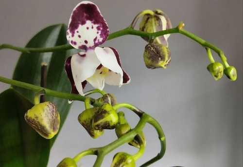 Орхидея фаленопсис пелорик Танго Марракеш