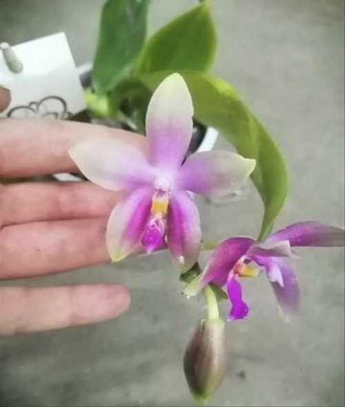 Фаленопсис Виолацея Индиго орхидея