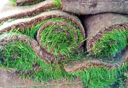 Газонная трава в рулонах