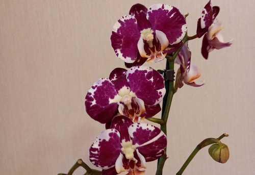 Орхидея фаленопсис Новинка тестовая