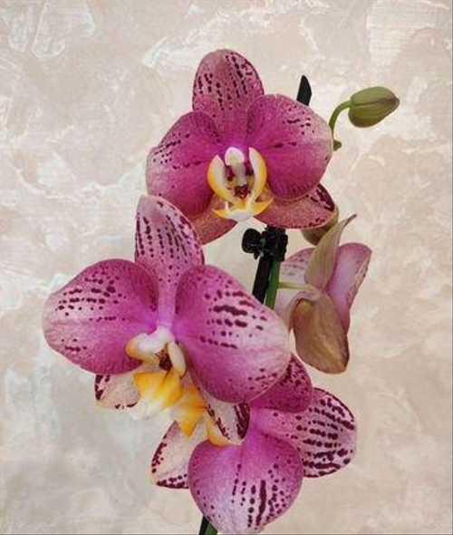 Орхидея фаленопсис пиниф