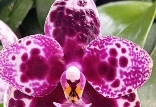 Орхидея фаленопсис Соral Isles x Golden Peoker