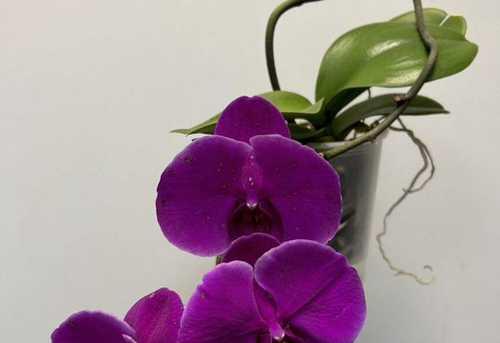 Ампельная цветущая орхидея
