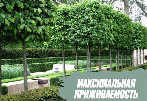 Липа европейская Паллида. Напрямую из питомника