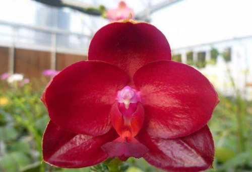 Орхидея фаленопсис Mituo King Red Pepper