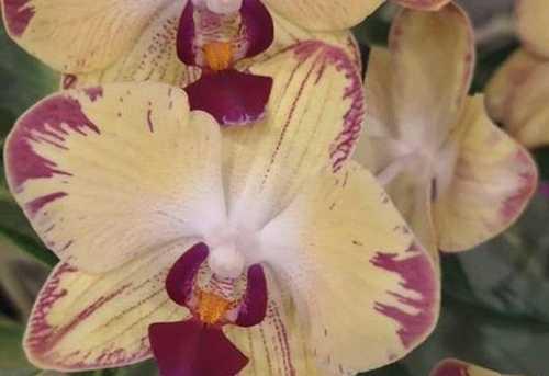 Орхидея фаленопсис Попугай