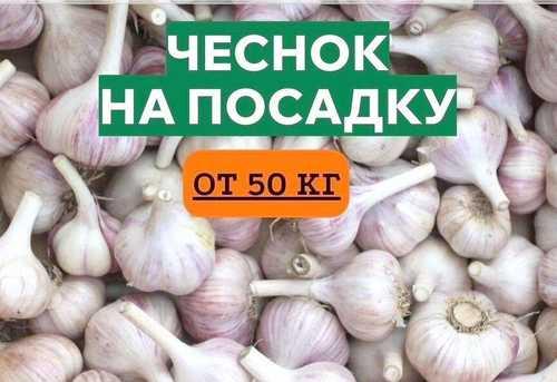 Чеснок на посадку