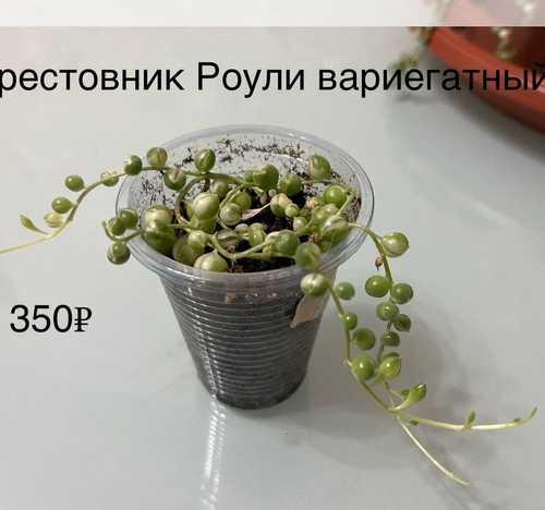 Крестовник Роули вариегатный