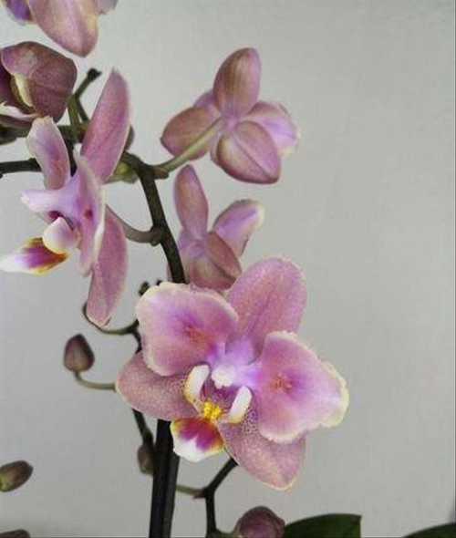 Орхидея Бабочка парфюмерной фабрики Одорион