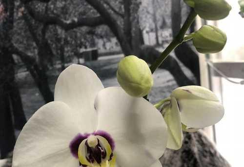 Орхидея фаленопсис сортовая Sofion